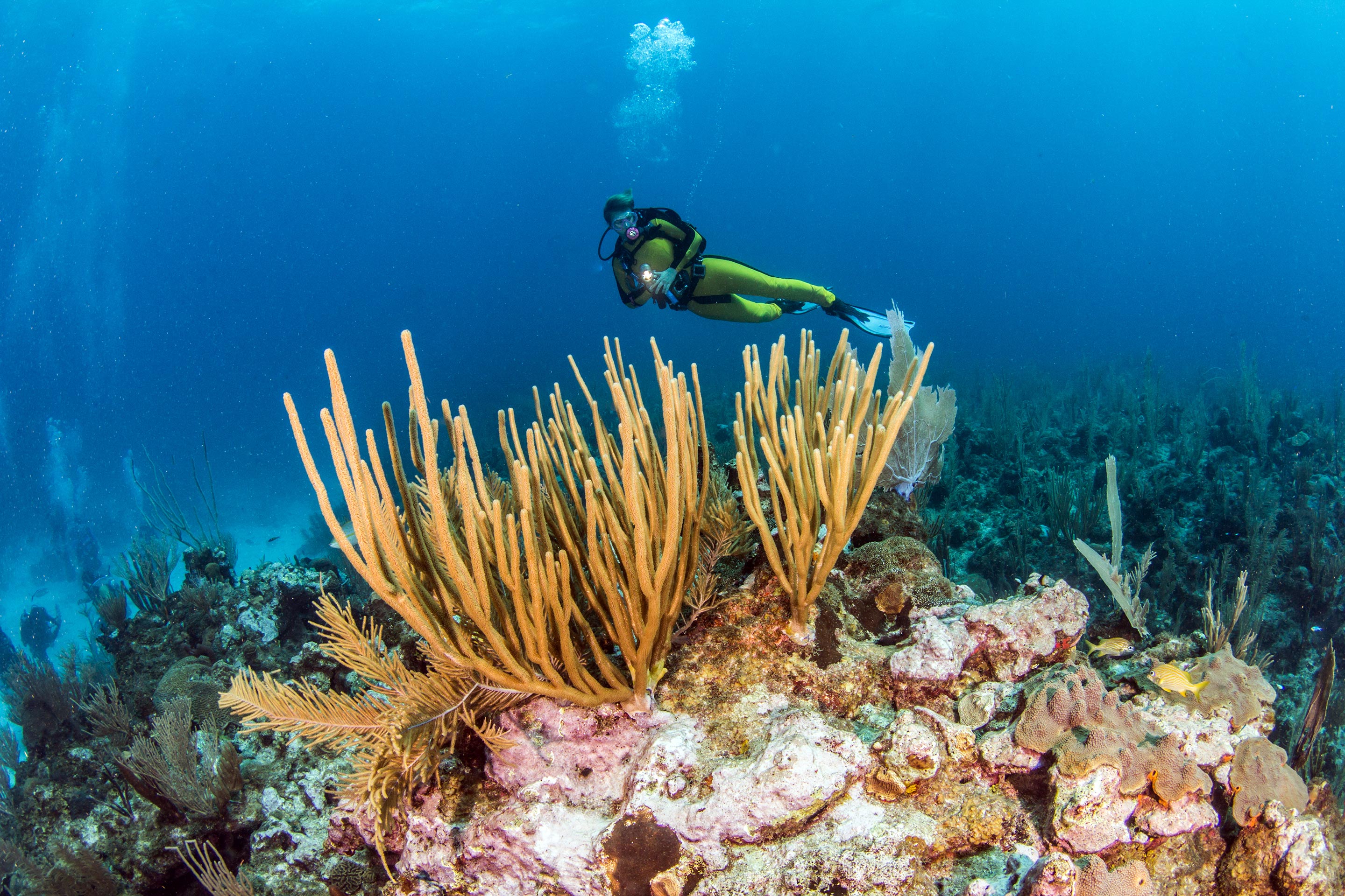 Belize Cruises: Catch a Diving Fever | Royal Caribbean Cruises