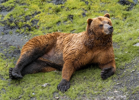 Family-Friendly Excursions in Sitka, Alaska