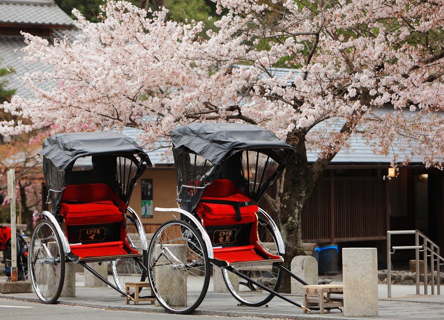 Japan in April: Cherry Blossoms, Weather & Places to Visit