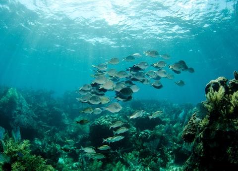 Snorkeling Excursions in Belize City: Dive into Coral Reefs and ...