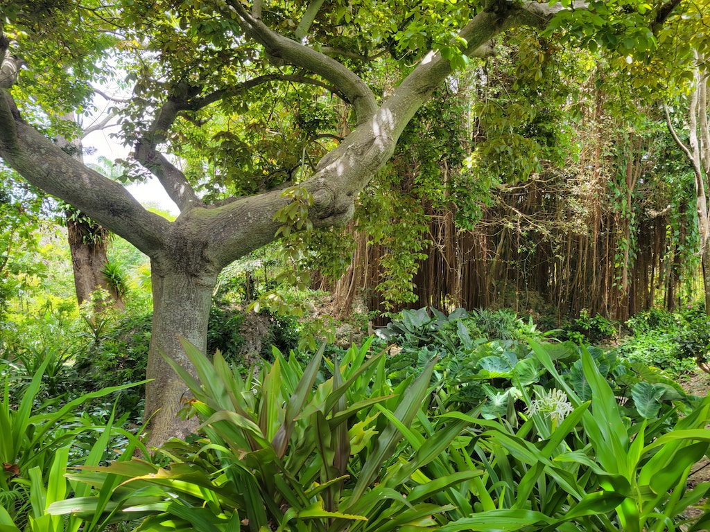 The Best Time to Visit Barbados: A Seasonal Guide