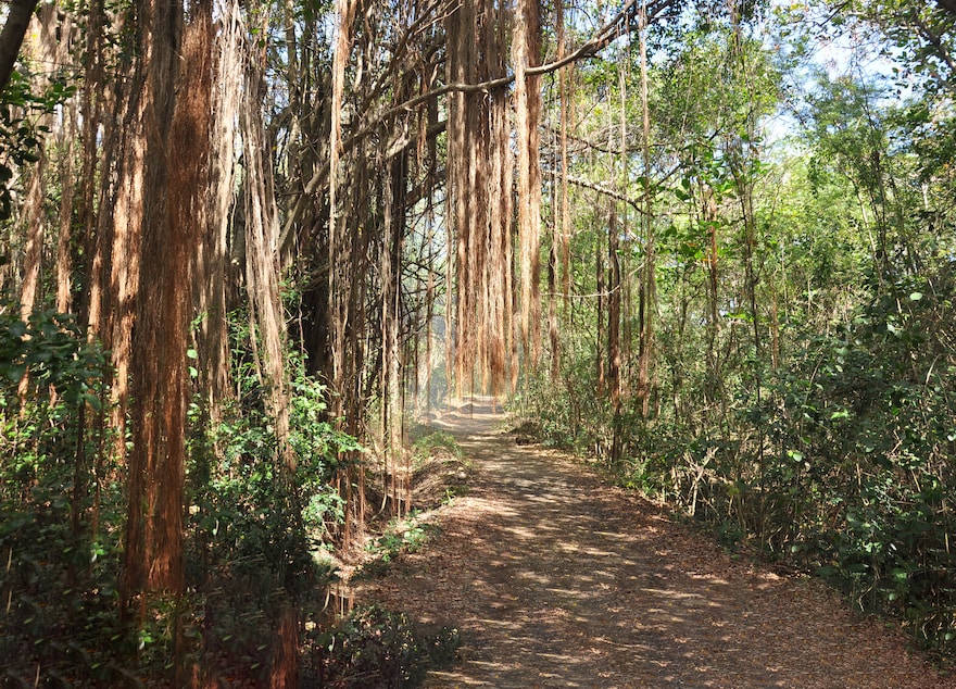 Nature Excursions in Colon, Panama