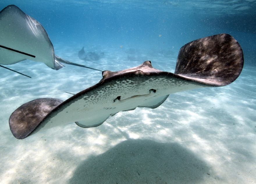 Bimini, Bahamas Shore Excursions