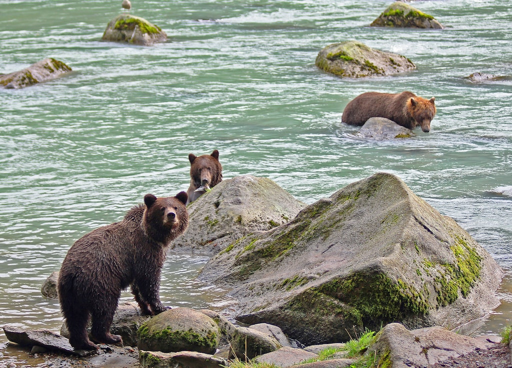 Haines, Alaska Wildlife Excursions