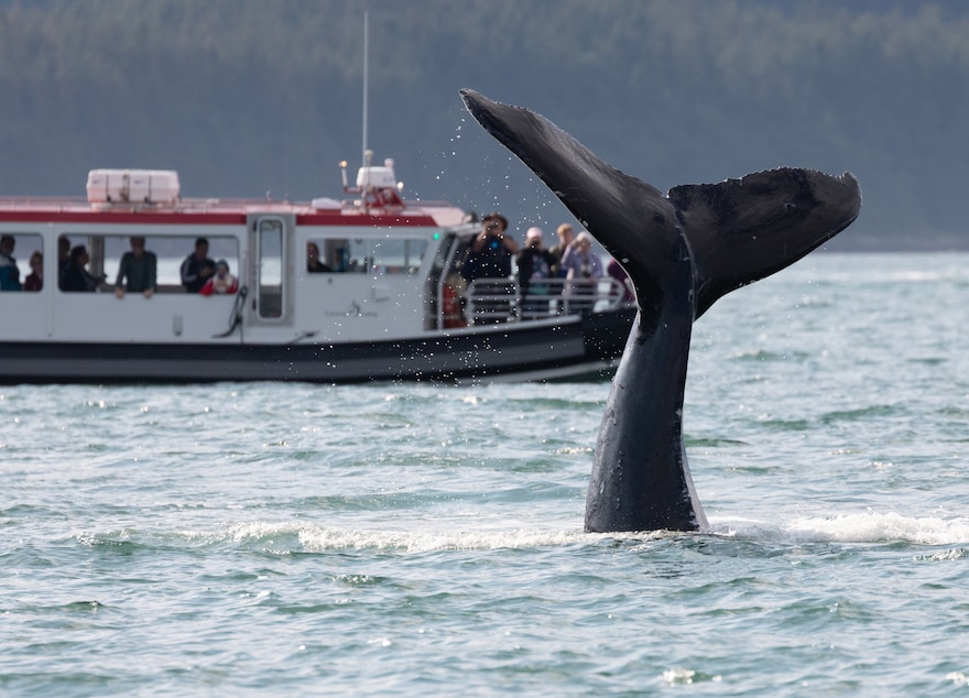 Juneau Shore Excursions | Glaciers, Dog Sledding, Helicopter Tours