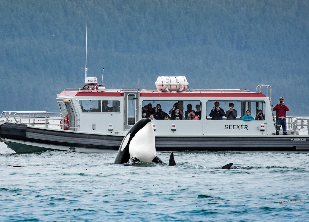 Juneau Shore Excursions | Glaciers, Dog Sledding, Helicopter Tours