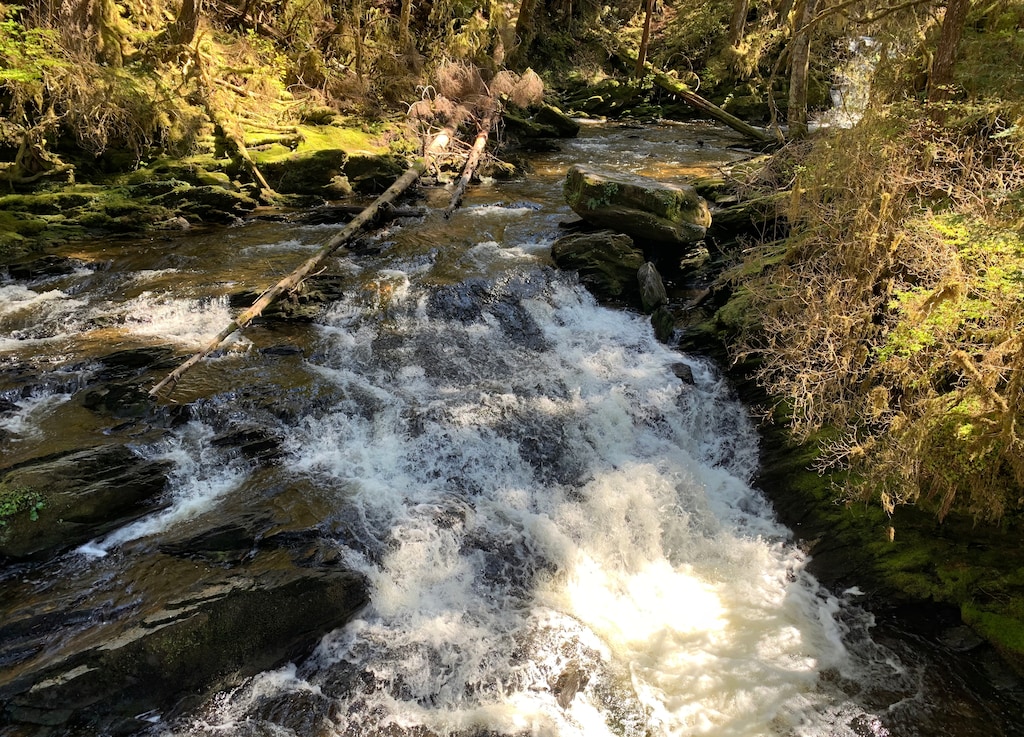 Ketchikan, Alaska Shore Excursions