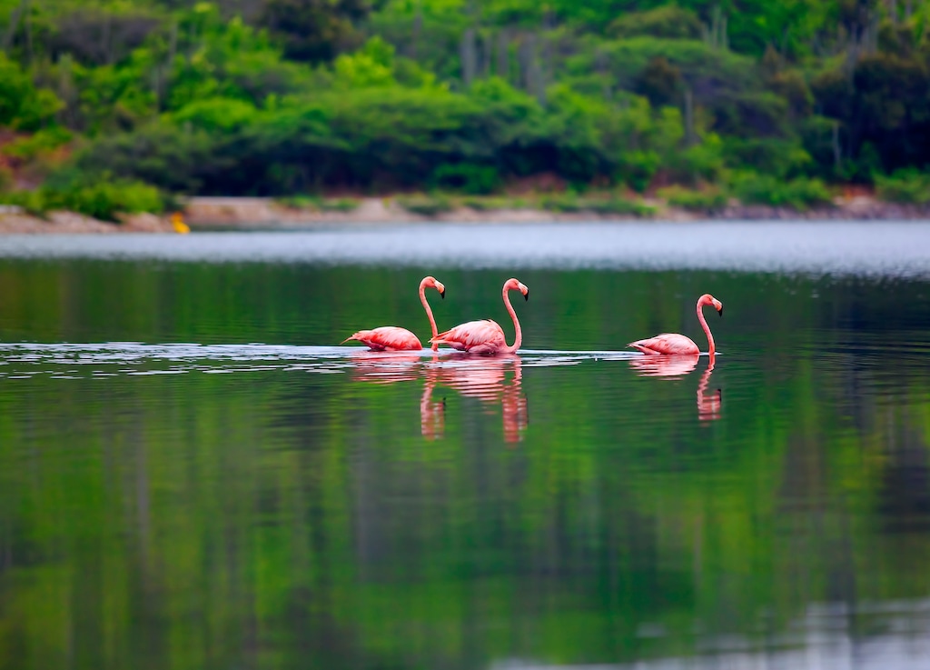 10 Amazing Things Bonaire is Known For