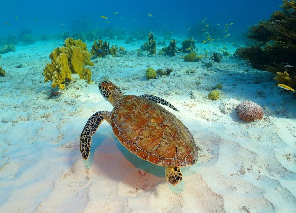 The Best Places to Snorkel in Aruba