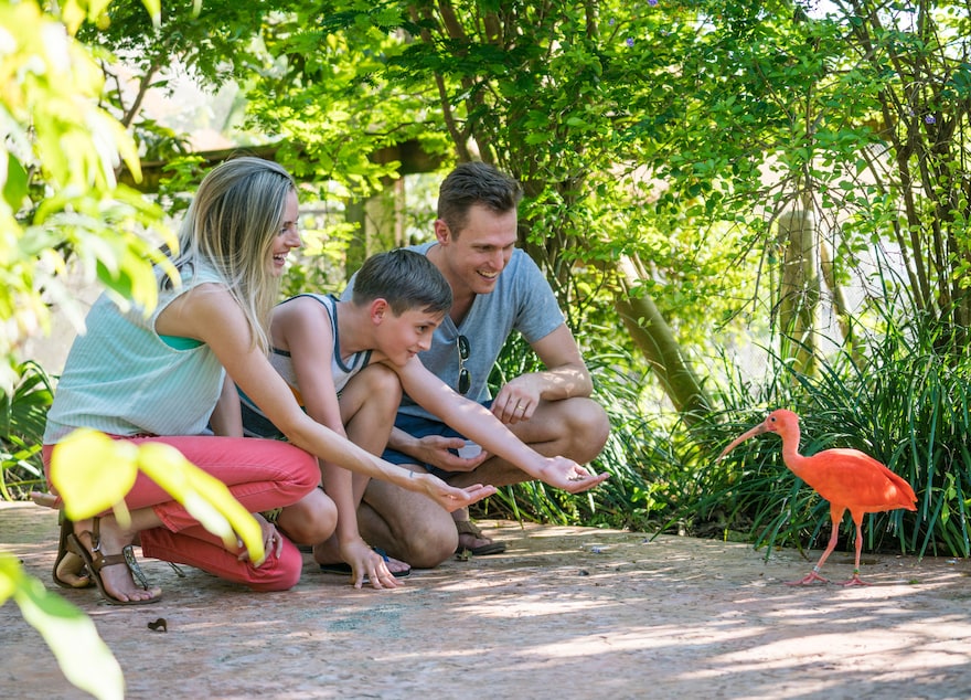 Bird Watching in the Caribbean: Top Bird Encounters in Tropical Paradise