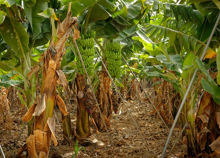 10 Amazing Things Puerto Limón is Known For