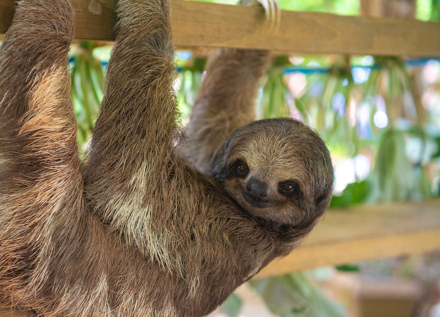 Roatan, Honduras Shore Excursions