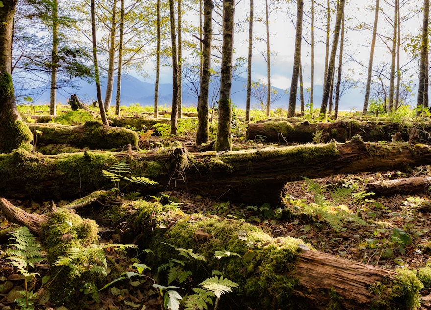 Photography Excursions in Sitka, Alaska