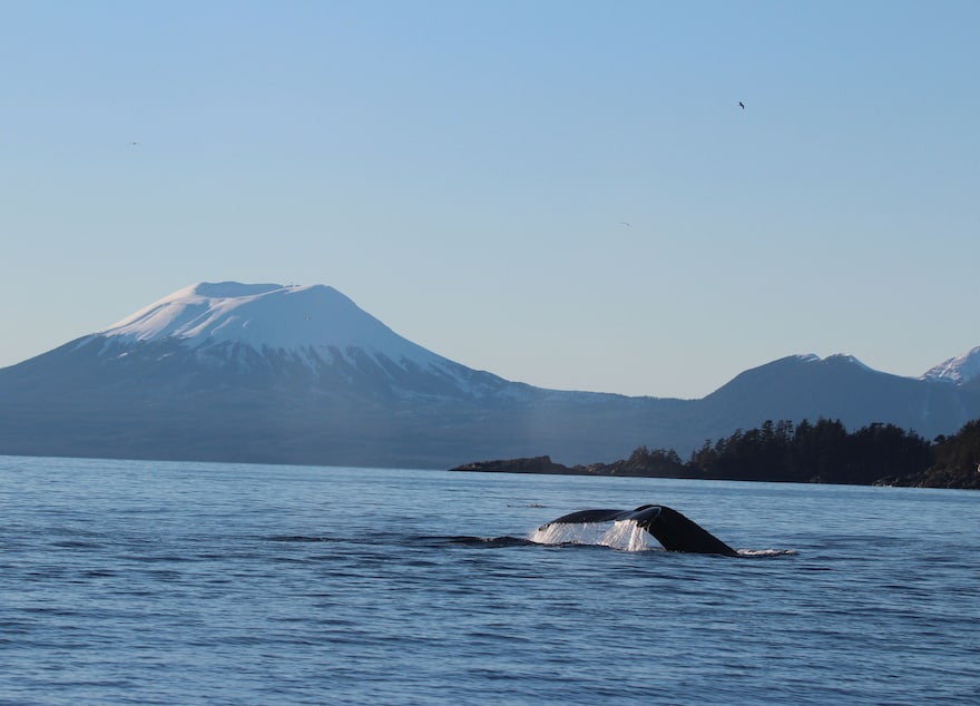 Whale Watching Excursions in Sitka, Alaska